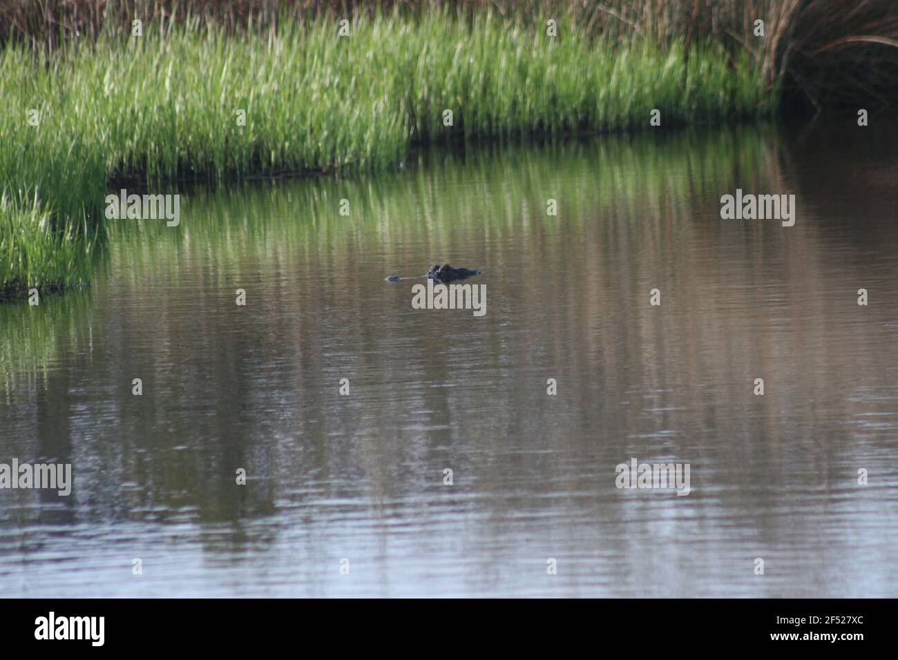 Gulf Shores, Alabama, USA wetland canals with alligator hunting Stock ...