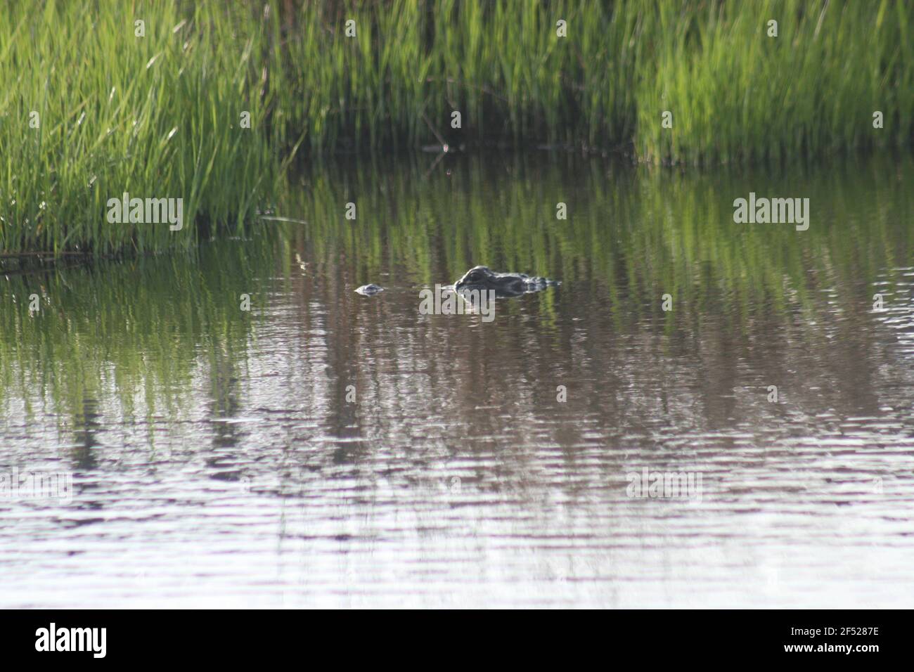 Alligator hunting hi-res stock photography and images - Alamy