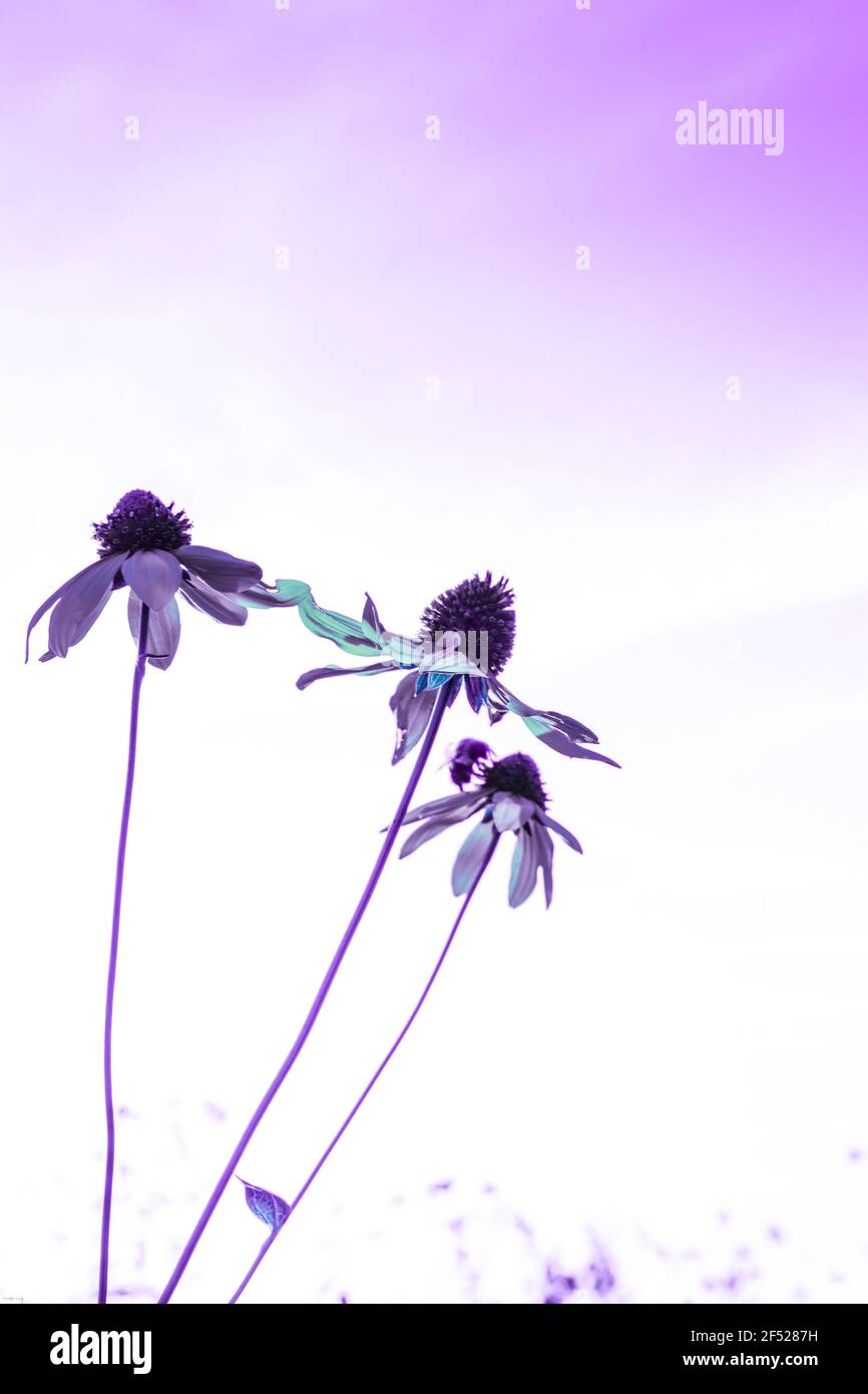 Blue cone flowers hi-res stock photography and images - Alamy