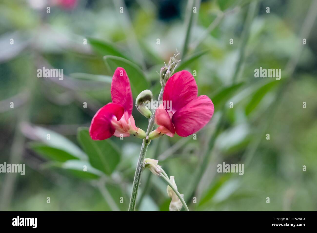 Multi colour wild flowers hi-res stock photography and images - Alamy