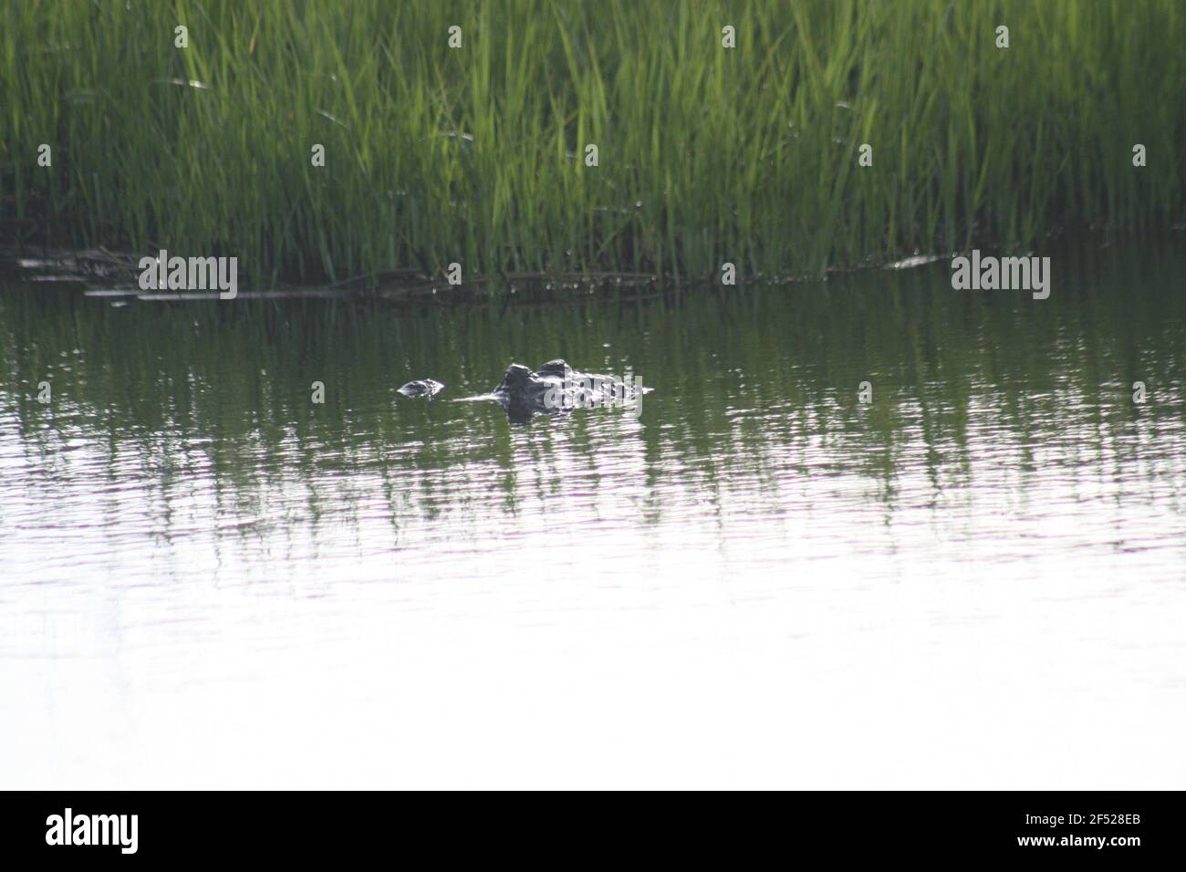 Gulf Shores, Alabama, USA wetland canals with alligator hunting Stock ...