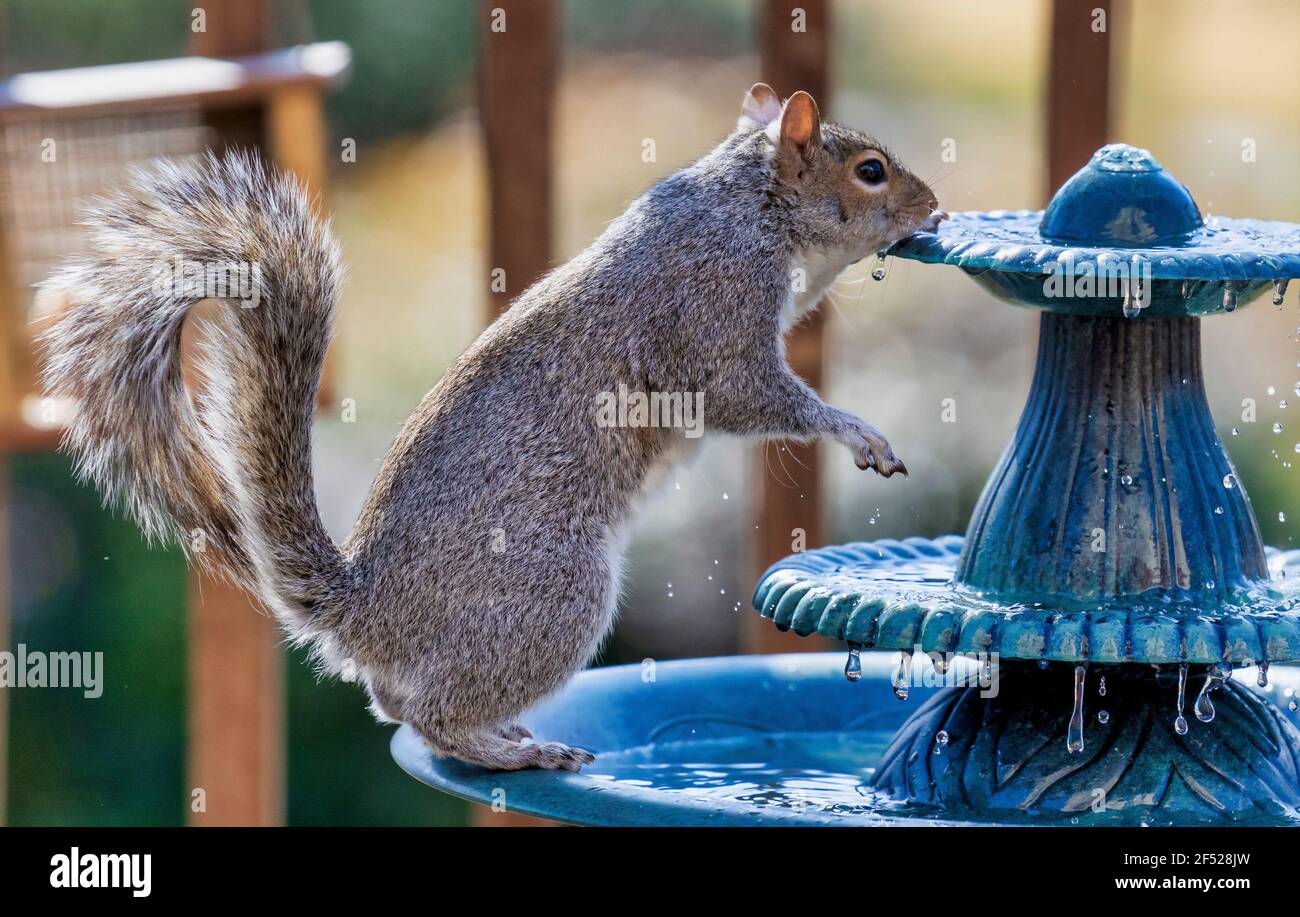 Squirrel on the fountain for a drink Stock Photo - Alamy