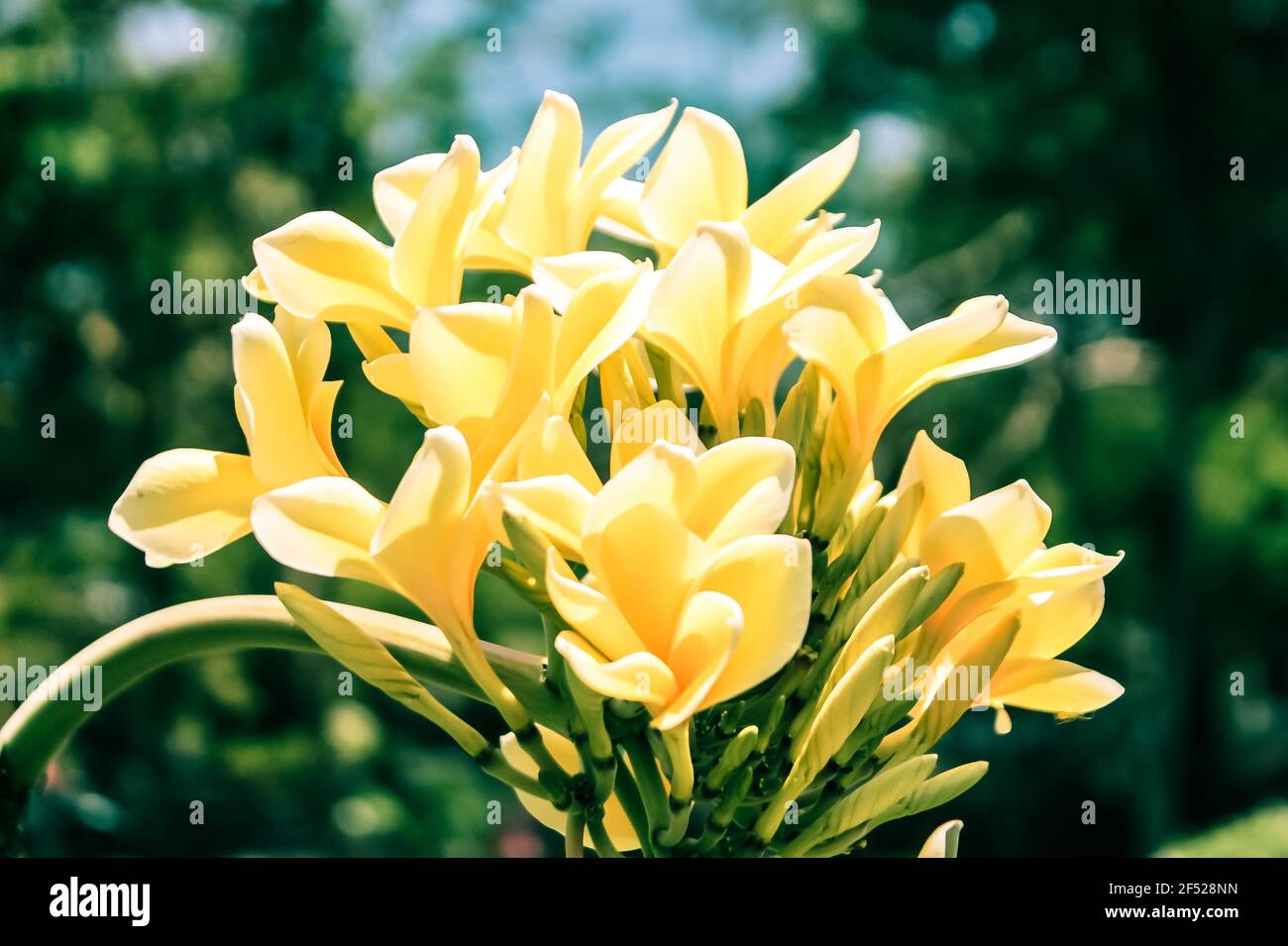 White and yeloow hi-res stock photography and images - Alamy
