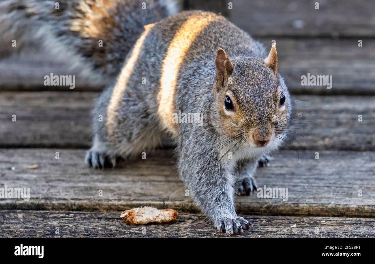 Squirrel on the deck looking for a snack Stock Photo - Alamy