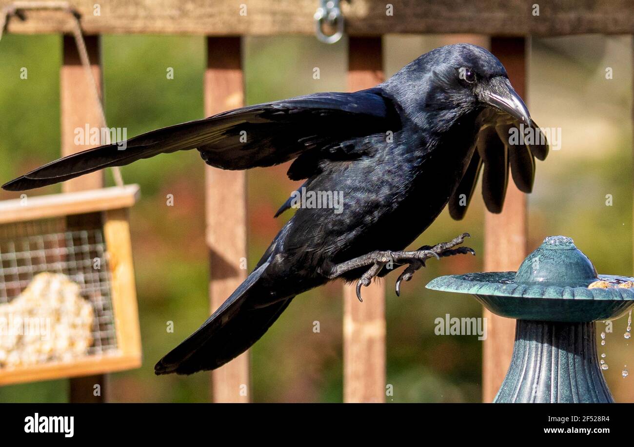 Big black bird alights on a perch Stock Photo - Alamy