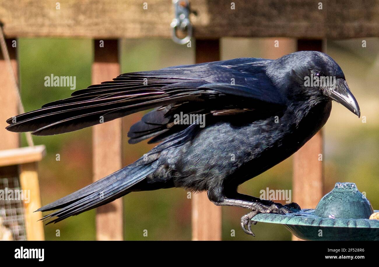 Big black bird alights on a perch Stock Photo - Alamy
