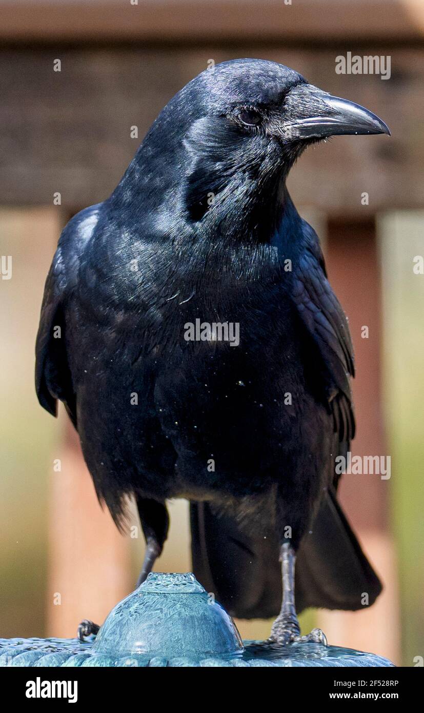 Big black bird alights on a perch Stock Photo - Alamy