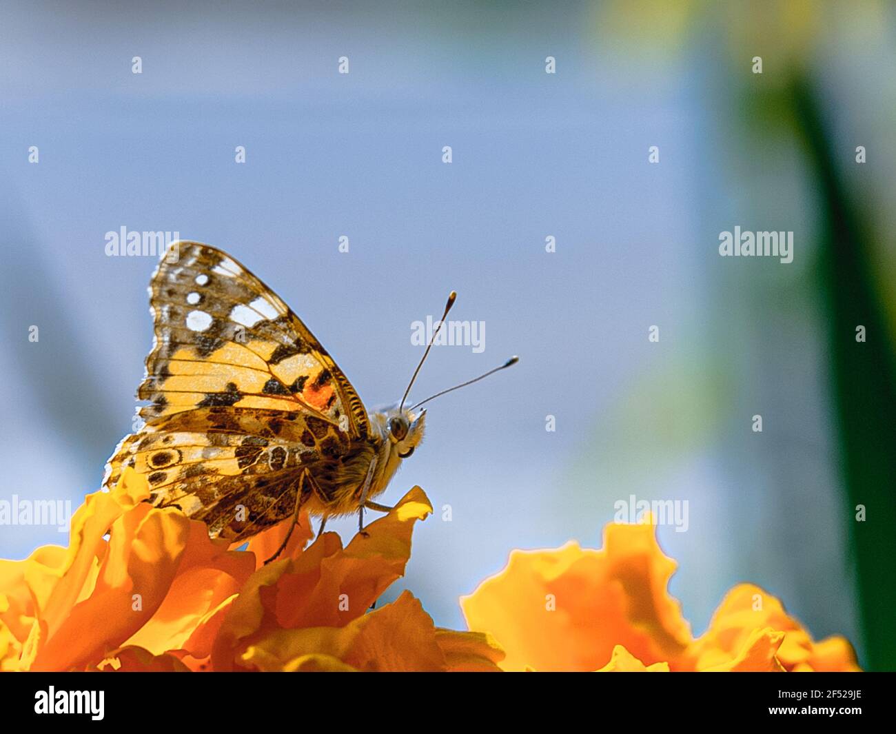 Butterfly close up Stock Photo - Alamy