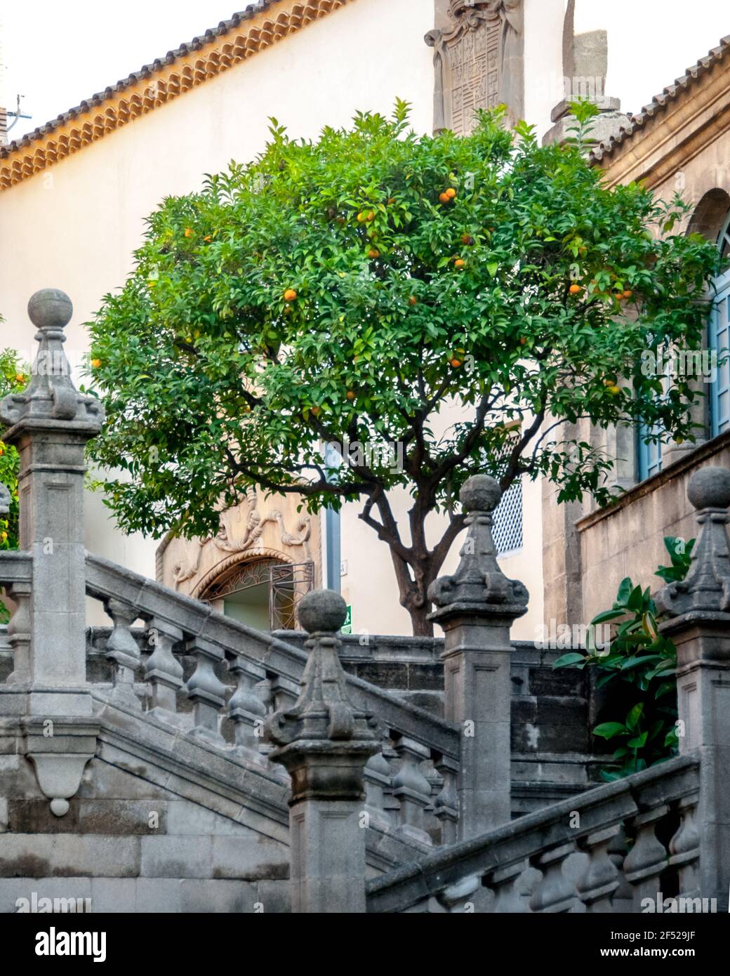 Orange tree at Barcelona Spain Stock Photo - Alamy