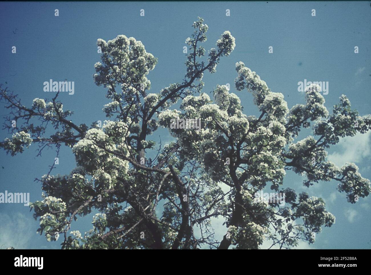 Crown pear hi-res stock photography and images - Alamy