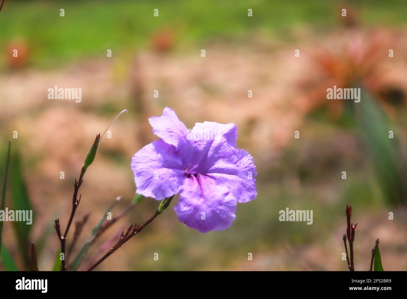 Yeloow hi-res stock photography and images - Alamy