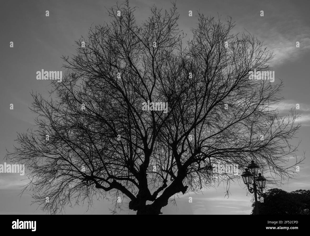 View trees against blue Black and White Stock Photos & Images - Alamy