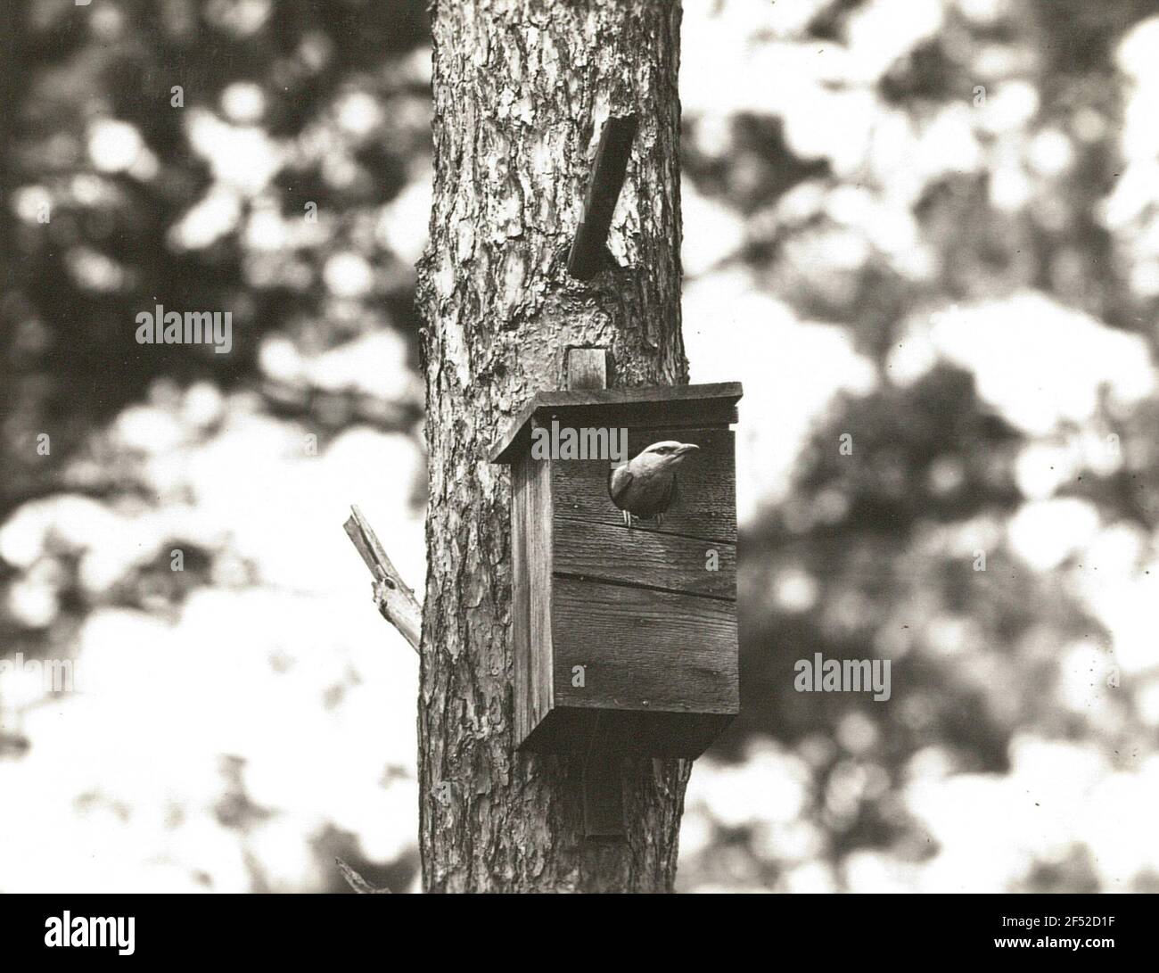 Blea Pack or almond crow (Coracias Garrulus L.) on the nesting box, in ...