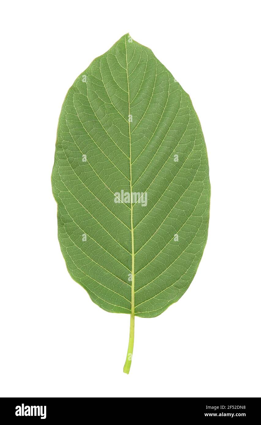 Cottage leaf isolated on white background Stock Photo - Alamy