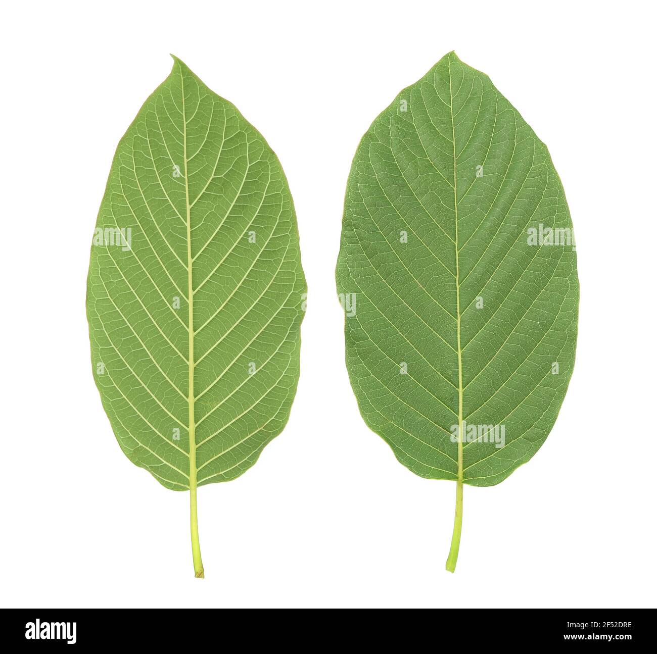 Cottage leaf isolated on white background Stock Photo - Alamy