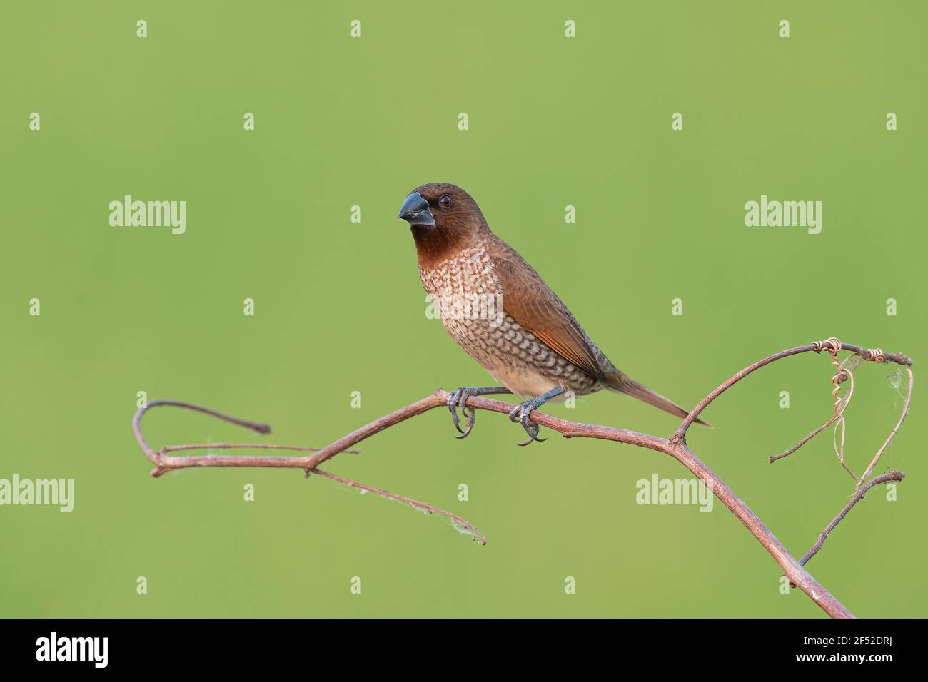 The scaly-breasted munia or spotted munia (Lonchura punctulata), is a ...
