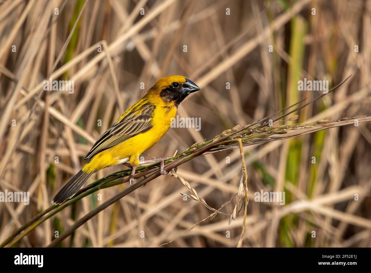 The Asian golden weaver (Ploceus hypoxanthus) is a species of bird in ...