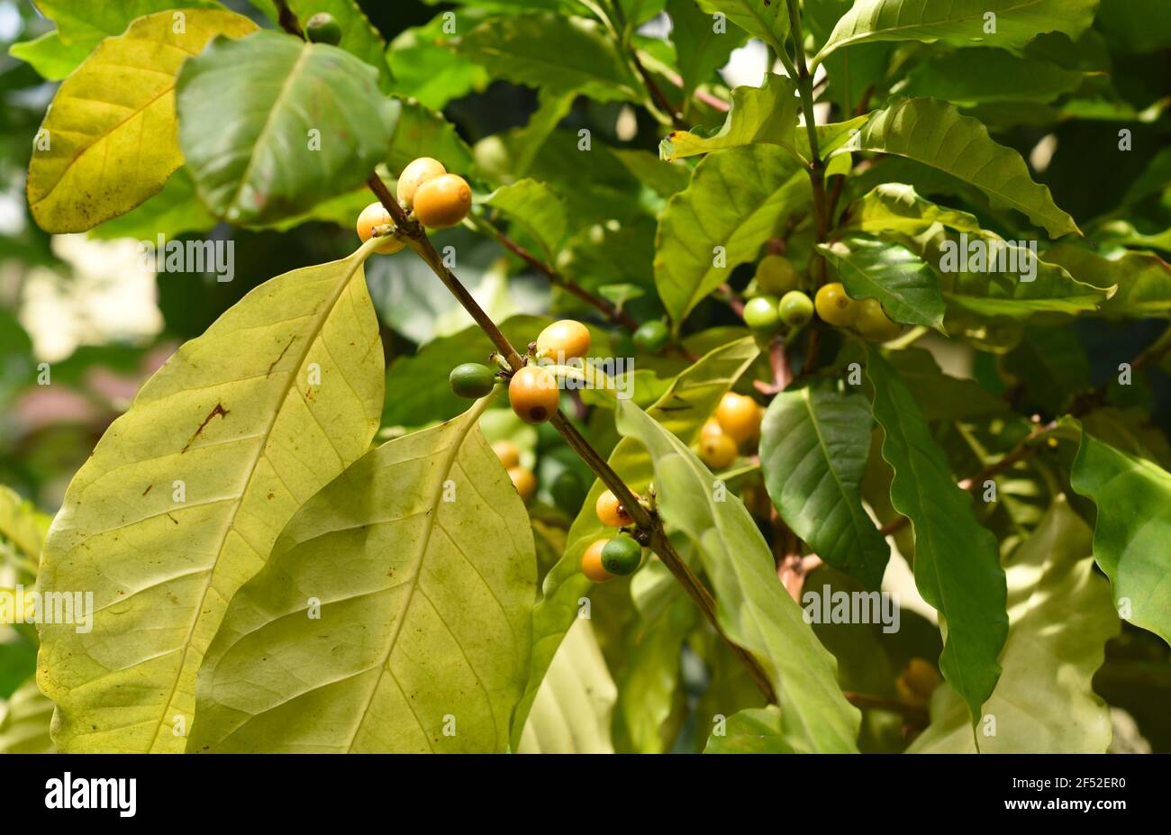 Coffea arabica tree fruit known as the Arabian coffee Stock Photo - Alamy