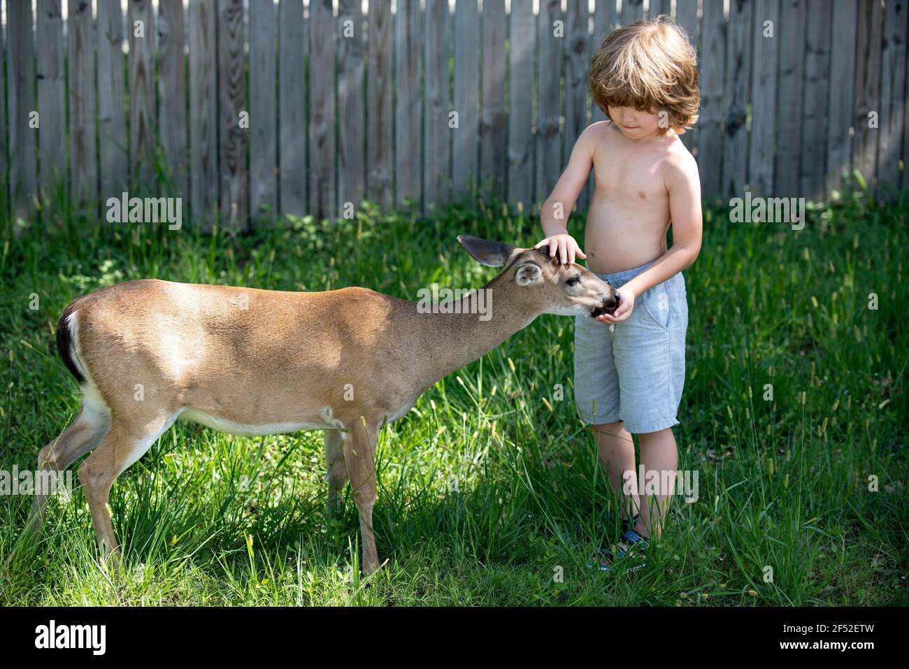 Cute kid feeding baby fawn in the forest. Boy with graceful animal at ...