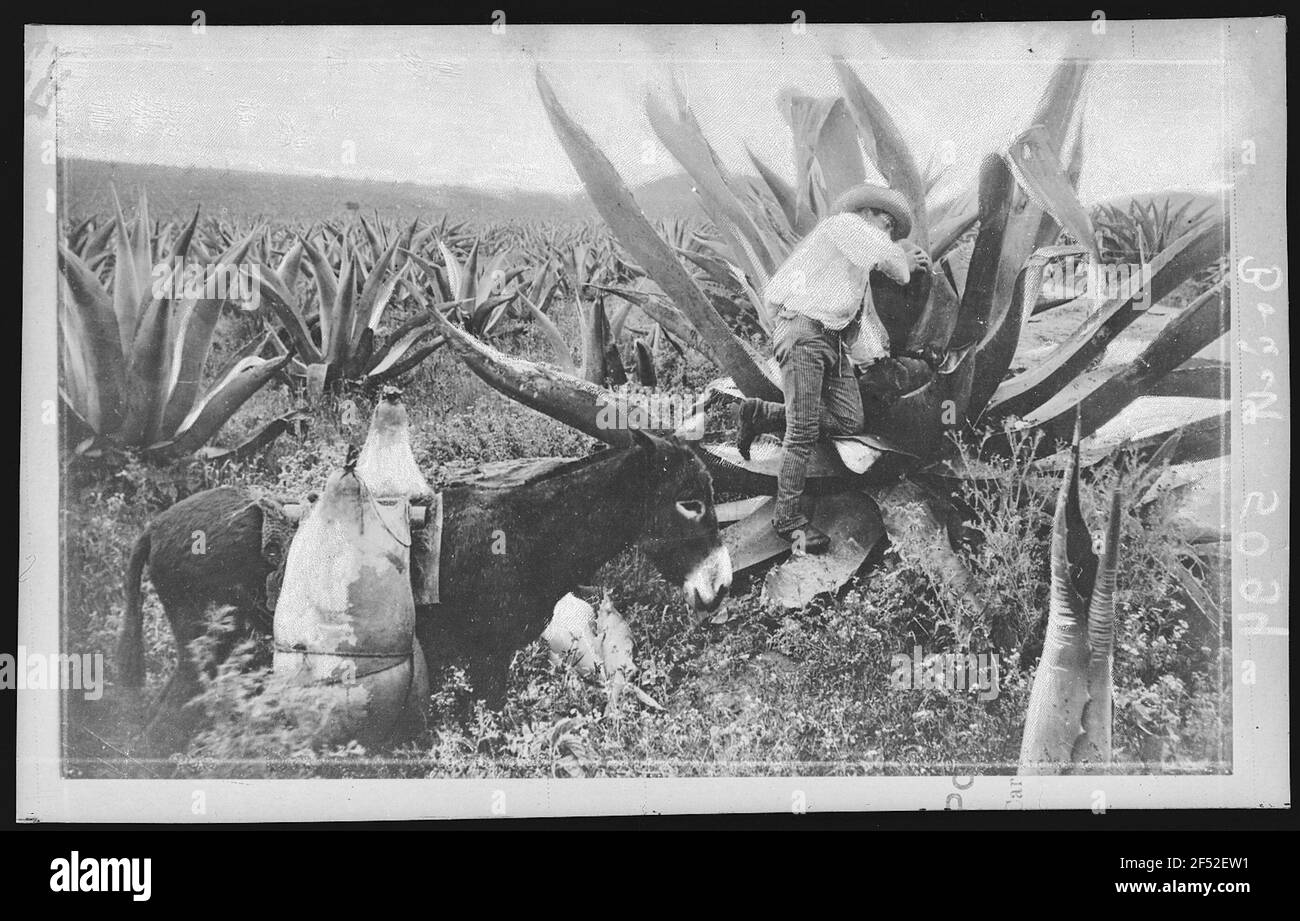 The Native Drink of the Mexicans Stock Photo - Alamy