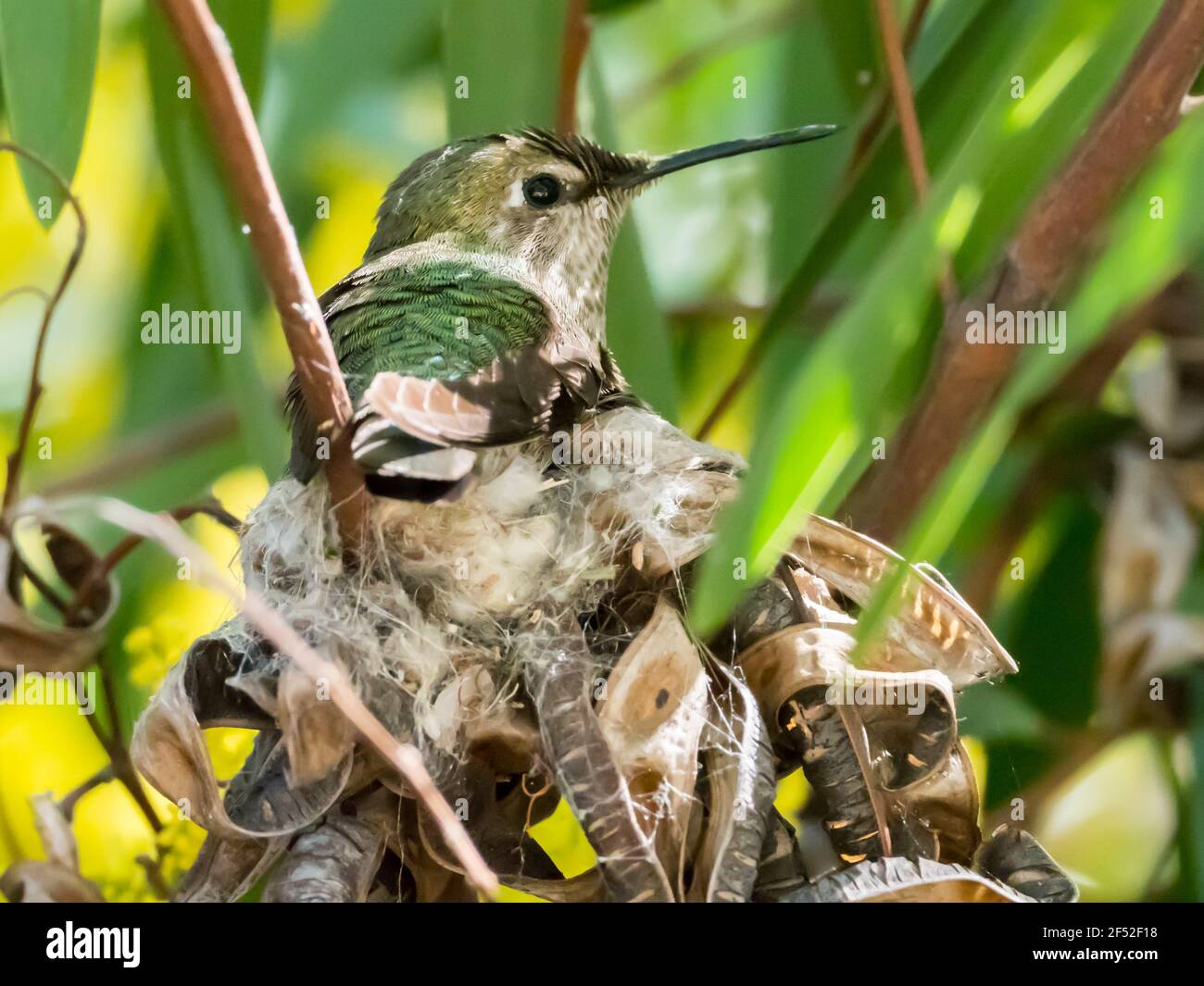Anna's hummingbird, Calypte anna, nesting in San Diego, California ...