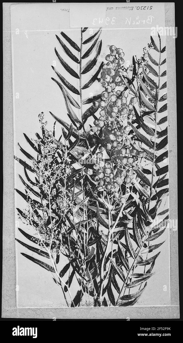 Tree pepper Black and White Stock Photos & Images - Alamy