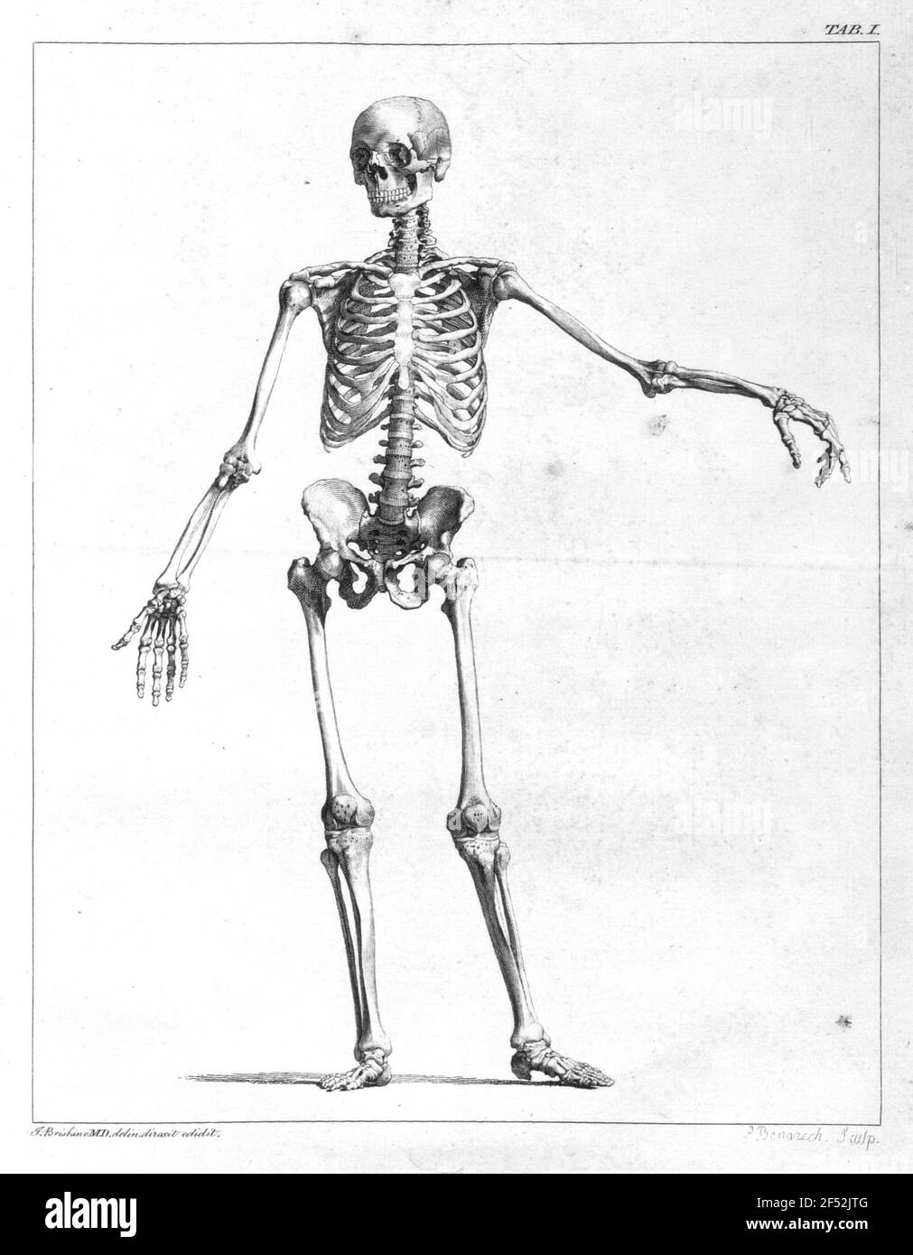 Man skeleton (frontal Stock Photo - Alamy