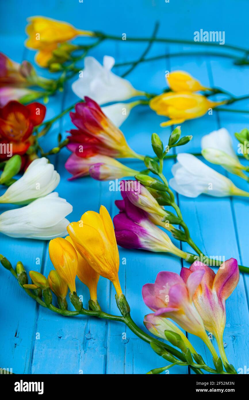 Multi-colored freesias on a blue background. Beautiful flowers Stock ...