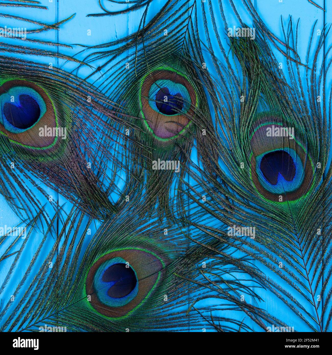 Four peacock feathers on a blue wooden background Stock Photo - Alamy