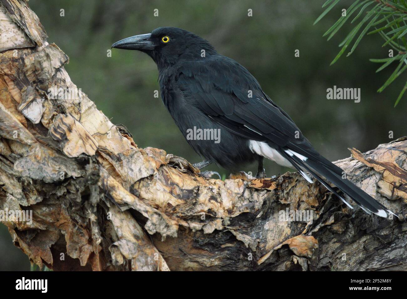 Australian crows hi-res stock photography and images - Alamy