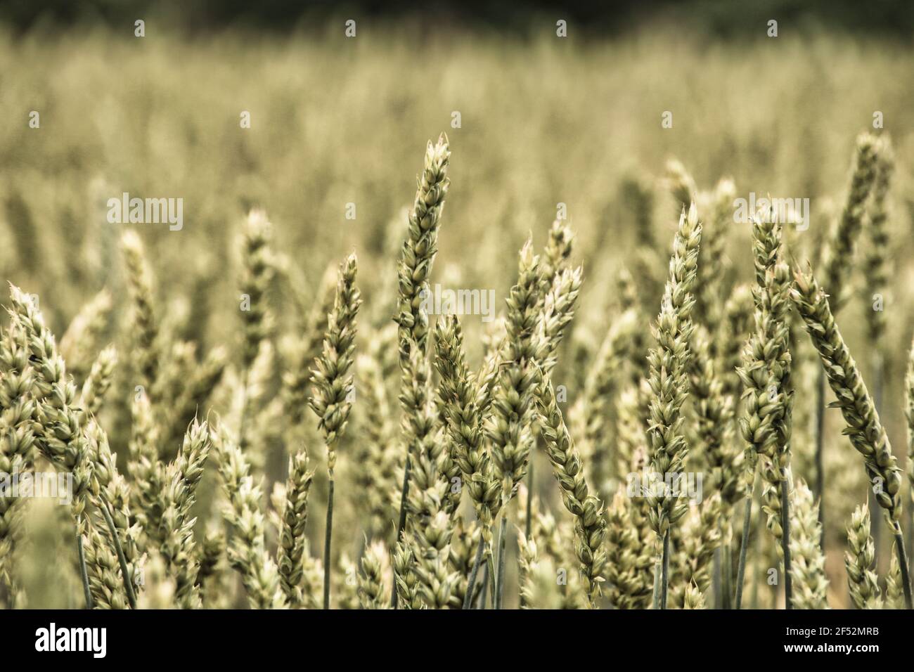 Beautiful wheat field in the summertime Stock Photo - Alamy