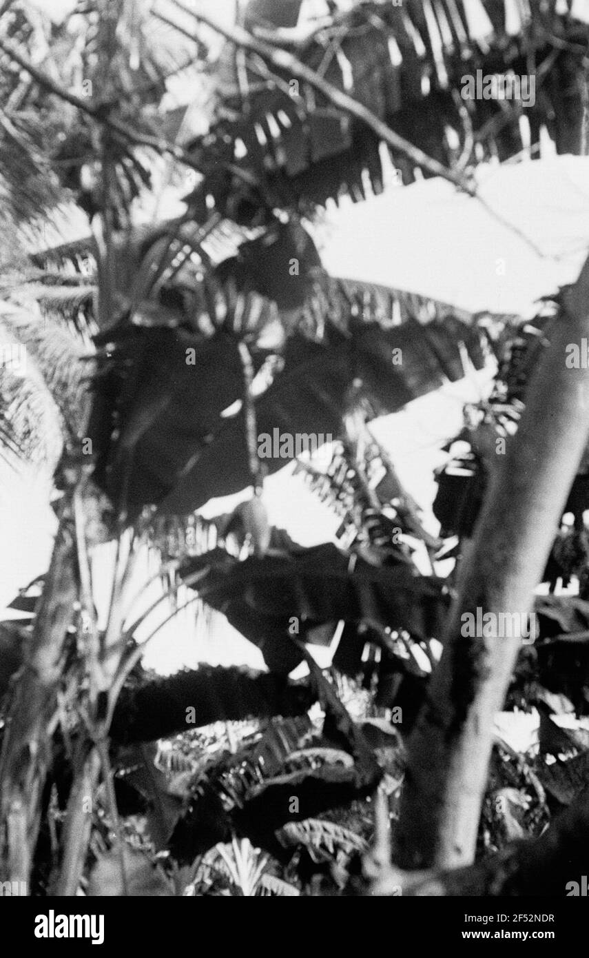 Landscape beach coconut trees Black and White Stock Photos & Images - Alamy