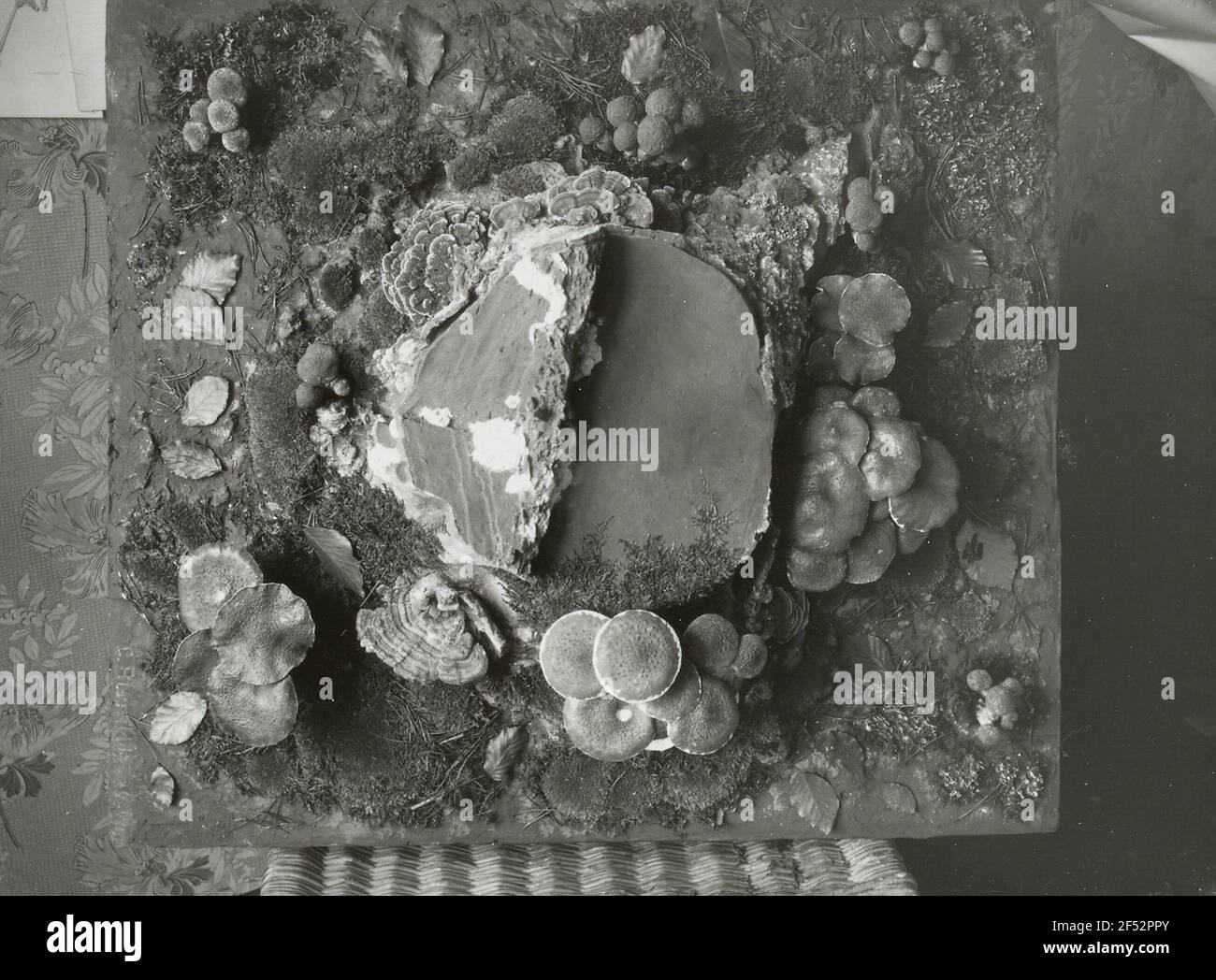 Mycological study hi-res stock photography and images - Alamy