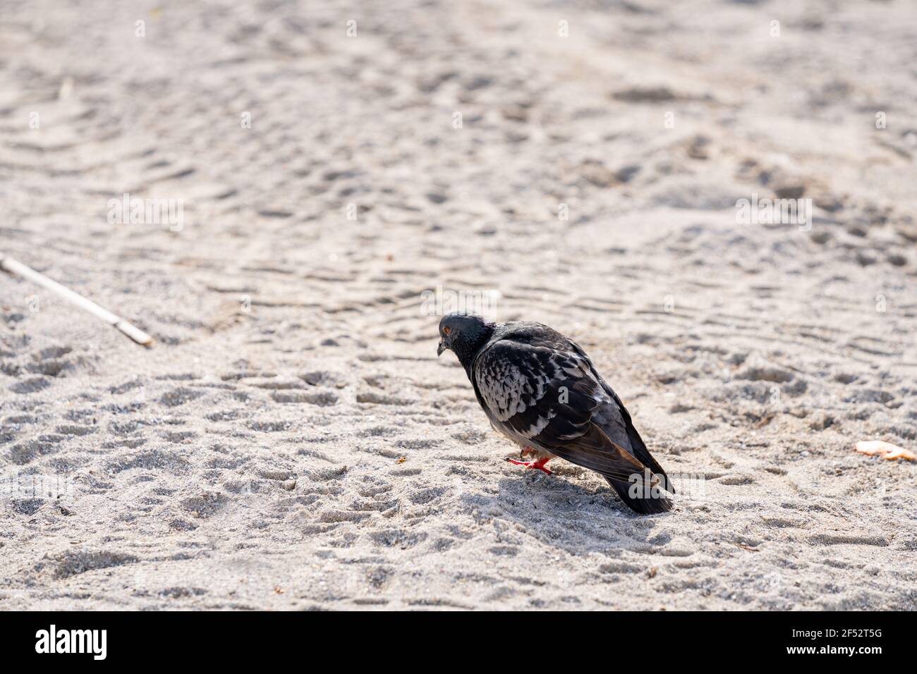 Pigeon on beach sand Stock Photo - Alamy