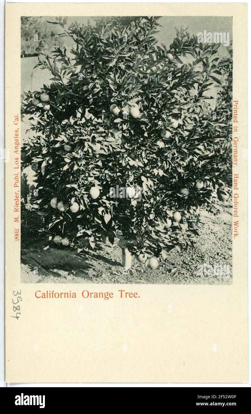 California a Orange Tree California Orange Tree Stock Photo - Alamy