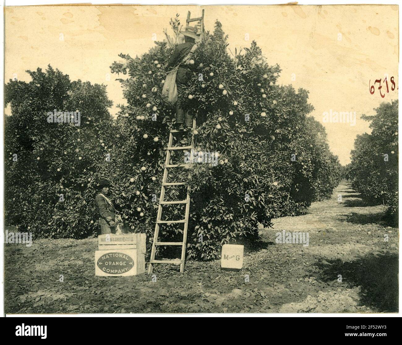 Orange picker Orange picker Stock Photo - Alamy