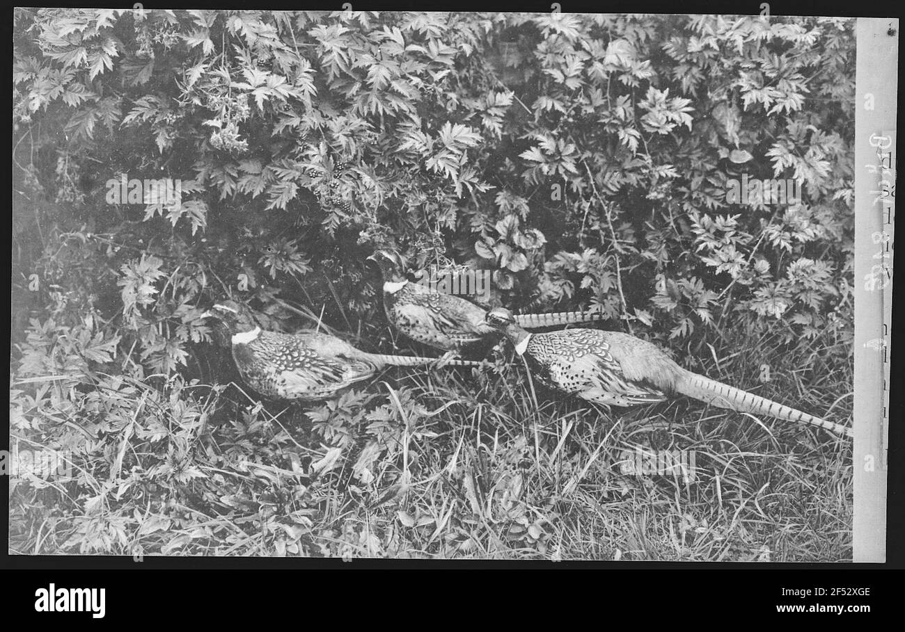 Oregon. Oregon China Pheasants in the Wild Stock Photo - Alamy