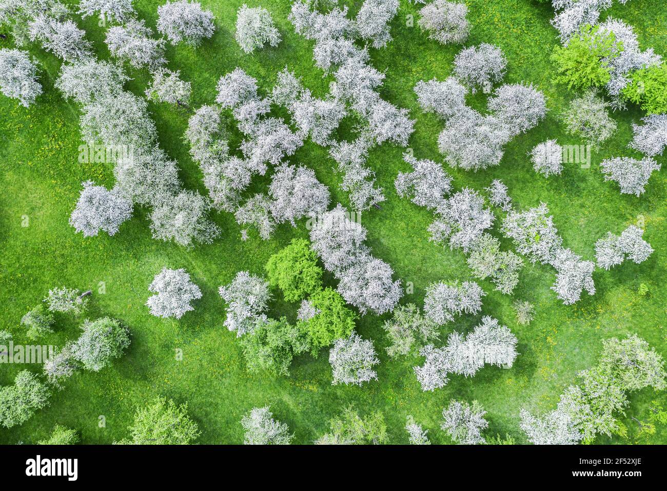 Apple farm aerial view hi-res stock photography and images - Alamy