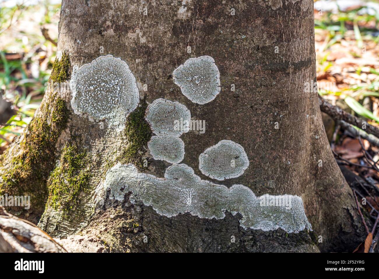 Lichen pattern hi-res stock photography and images - Alamy