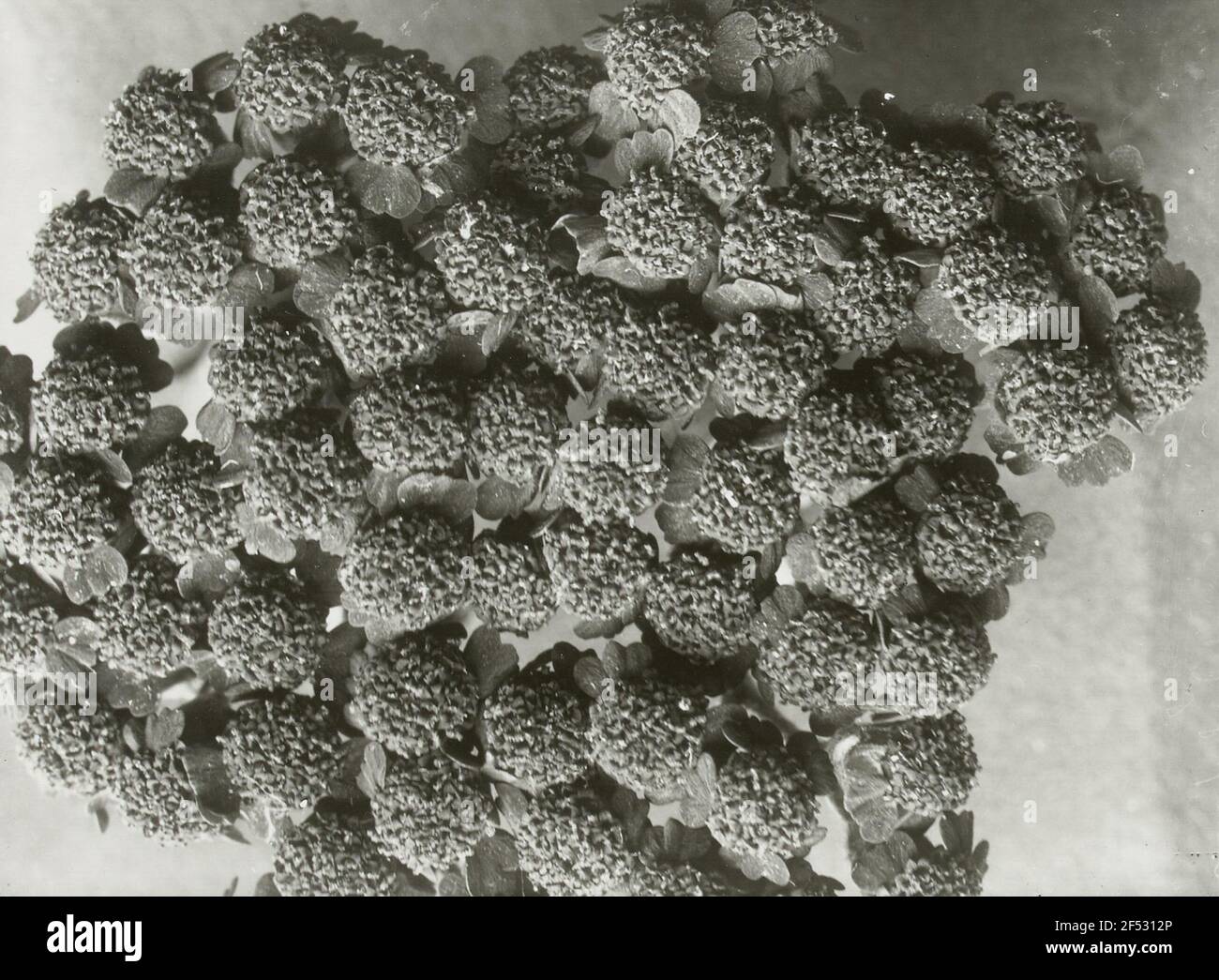 Flower heads of basket leaves probably garden student flower (Tageges ...