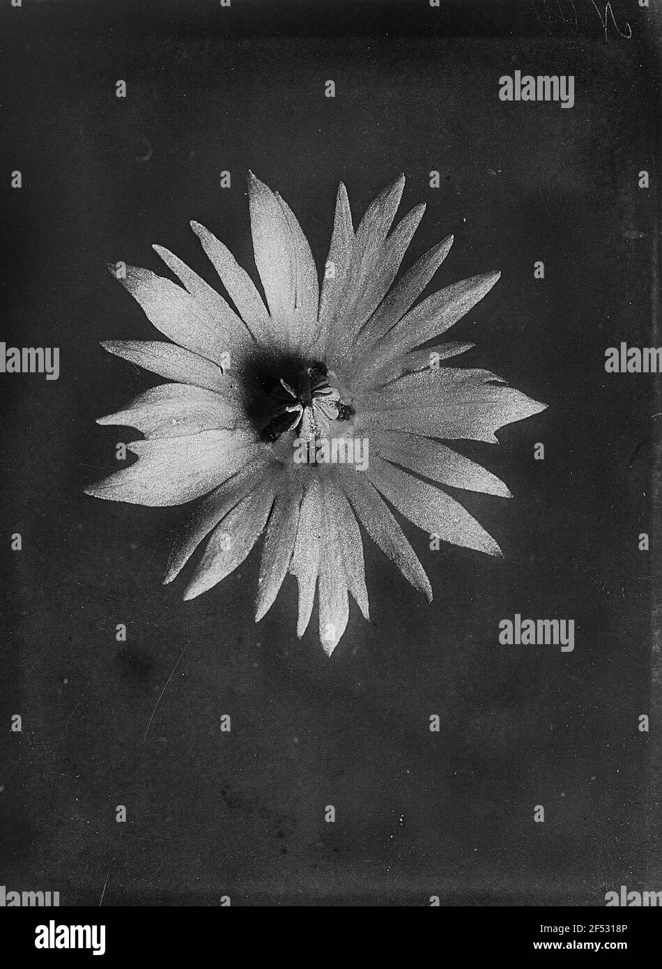 Alpine plant species Black and White Stock Photos & Images - Alamy