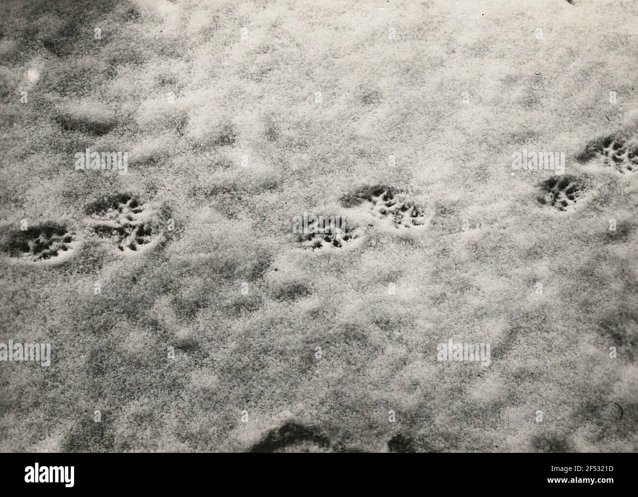 Iltis (Putorius Putorius L.). Lane in the Neuschnee Stock Photo - Alamy