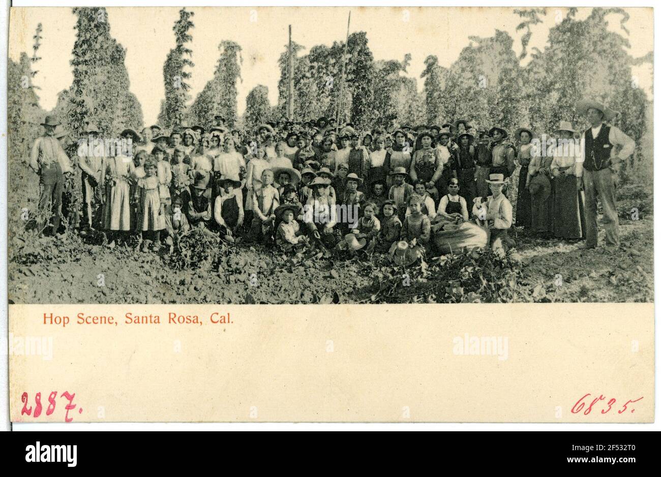 Hop Scene Santa Rosa. Hop Scene, Santa Rosa, Cal Stock Photo - Alamy
