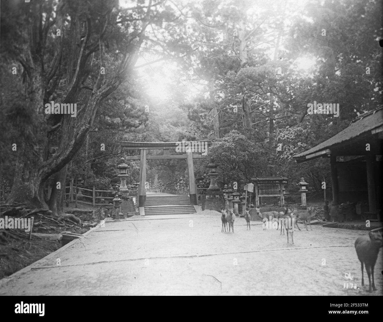 Tame deer at the entrance to the Kasuga shrine in Nara Stock Photo - Alamy