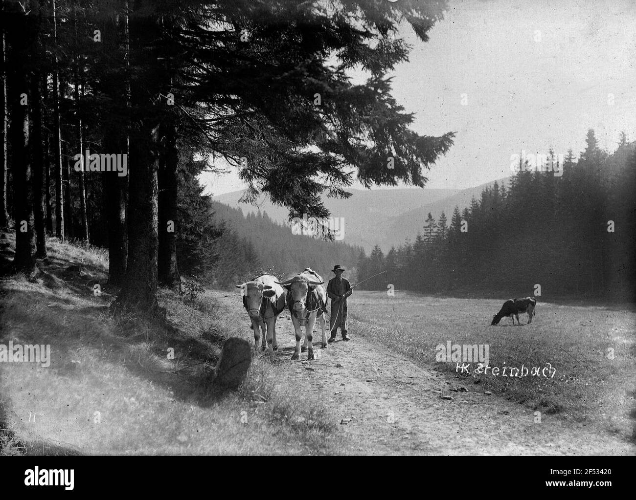 Ox team Black and White Stock Photos & Images - Alamy