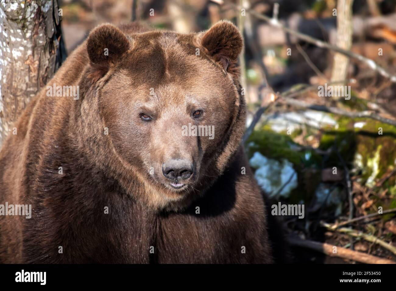 Brown bear in the forest up close. Wildlife scene from spring nature ...