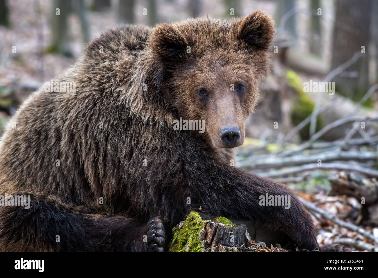 Brown bear in the forest up close. Wildlife scene from spring nature ...