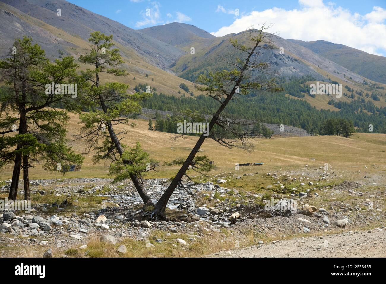 Wildlife Altai. The trees, mountains and blue sky with clouds in summer ...