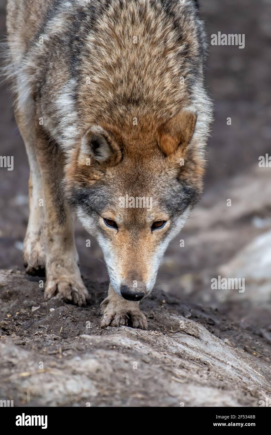 Wolf in the forest up close. Wildlife scene from winter nature. Wild ...