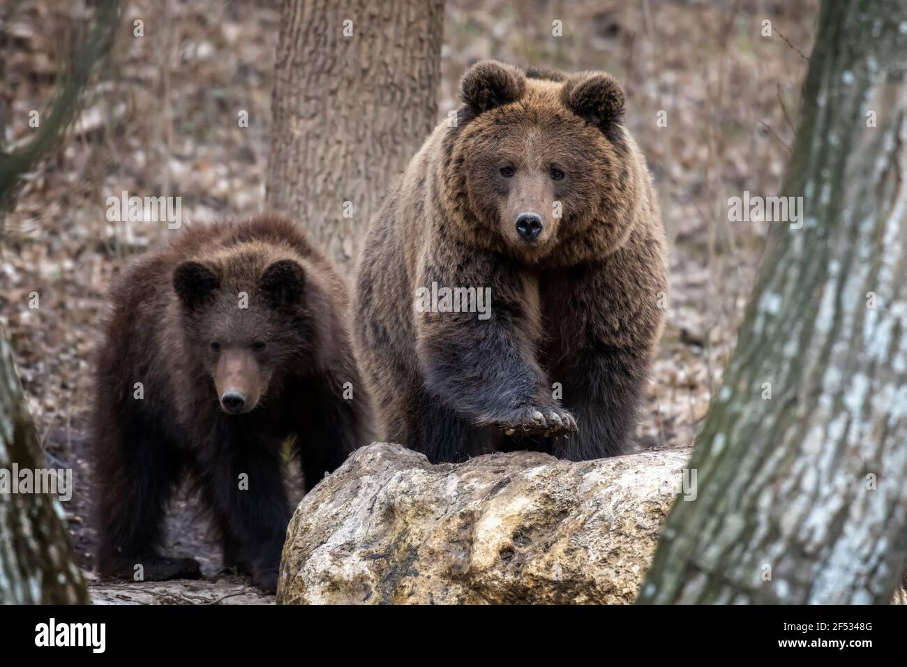 Brown bear in the forest up close. Wildlife scene from spring nature ...